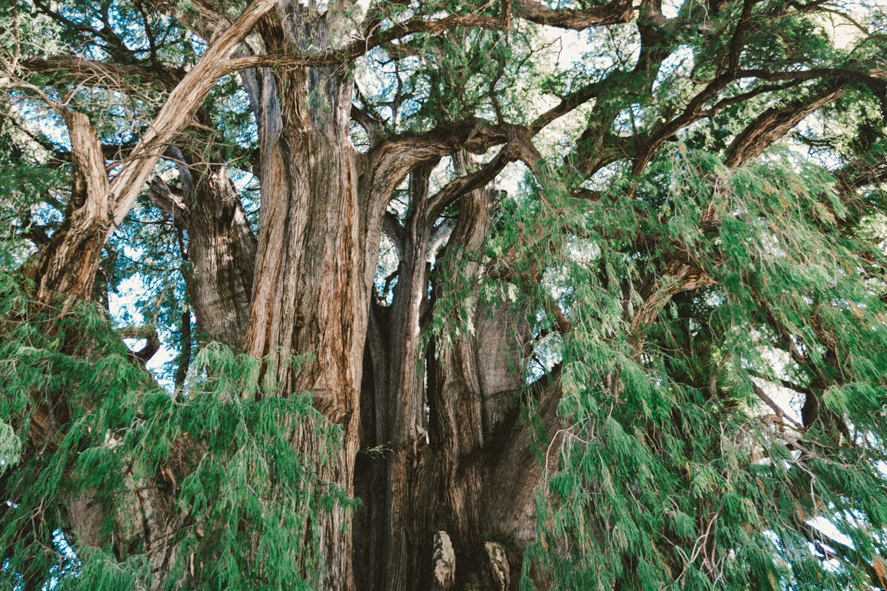 El Tule: Arbol del Tule ~ Stoutest Trunk｜エルトゥーレ：トゥーレの木〜世界で一番太い木 - 世界23周 ...