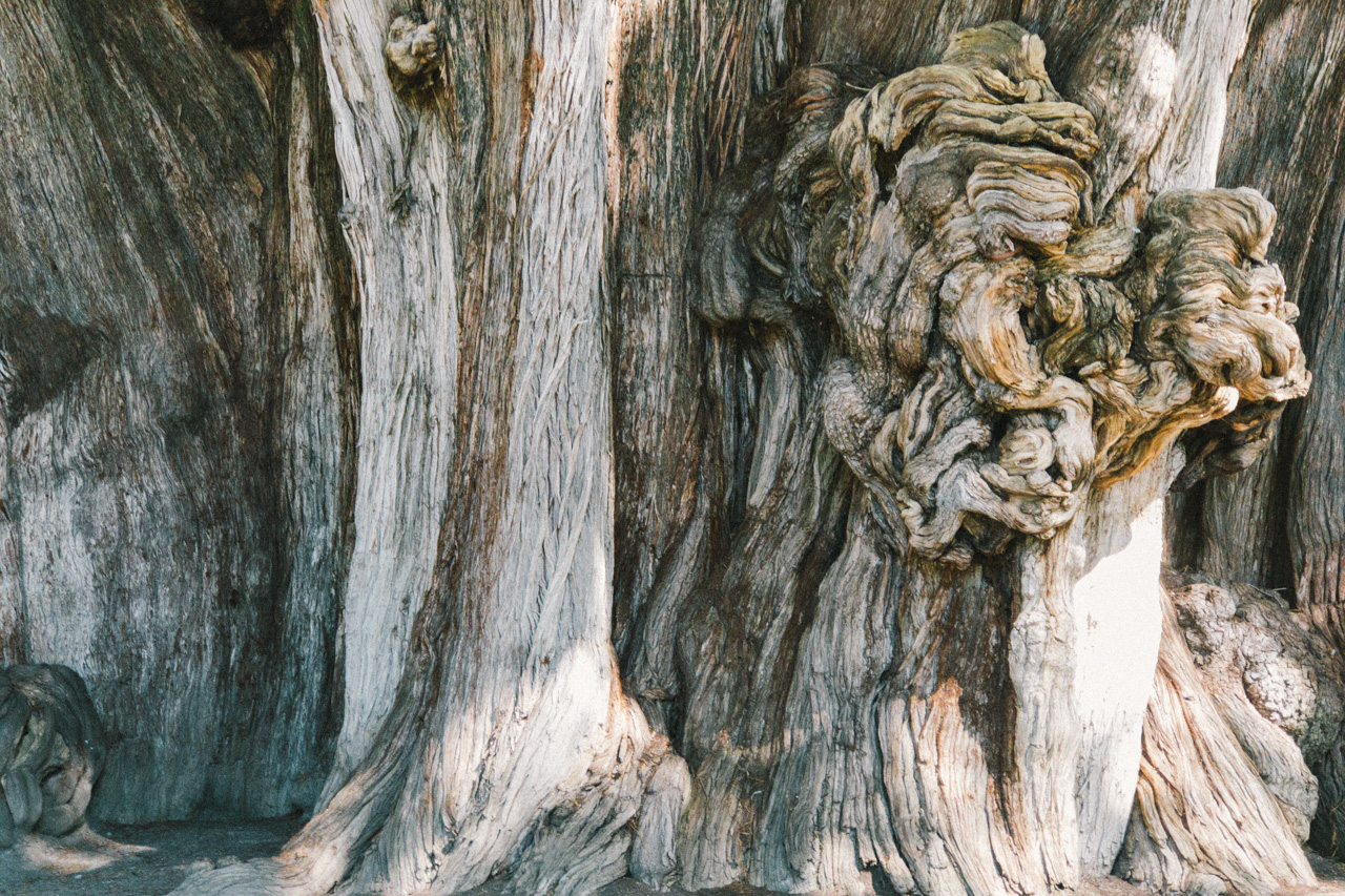 El Tule: Arbol del Tule ~ Stoutest Trunk｜エルトゥーレ：トゥーレの木〜世界で一番太い木 - 世界23周 ...