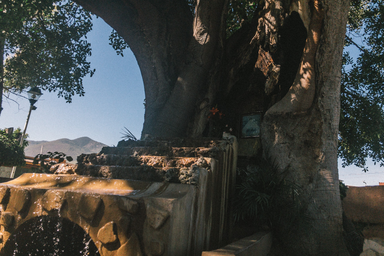 El Tule: Arbol del Tule ~ Stoutest Trunk｜エルトゥーレ：トゥーレの木〜世界で一番太い木 - 世界23周 ...